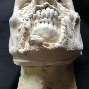 Walker Zombie - Foam Latex Prosthetic (UNPAINTED) - Etsy