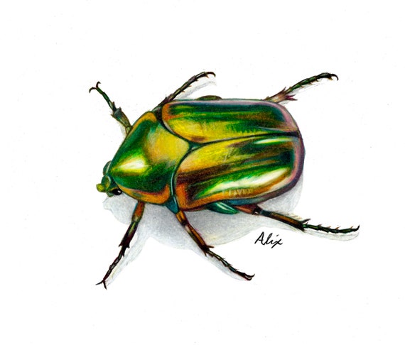 June Bug Drawing