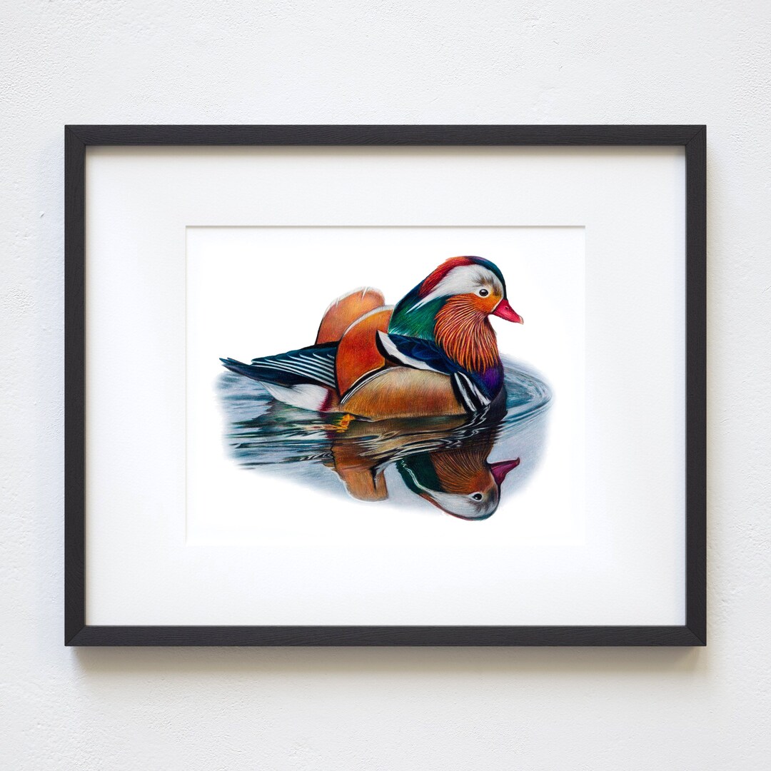 Mandarin Duck - Limited Edition Print - Etsy
