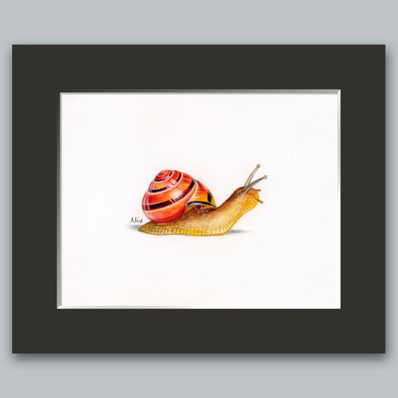 5x7 Snail Colored Pencil Print | Etsy