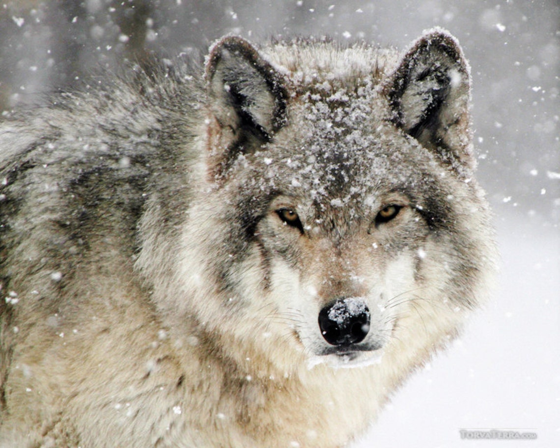 Wolf in Snow Winter Blizzard Northern Timber Wolves Wall Decor Paper ...