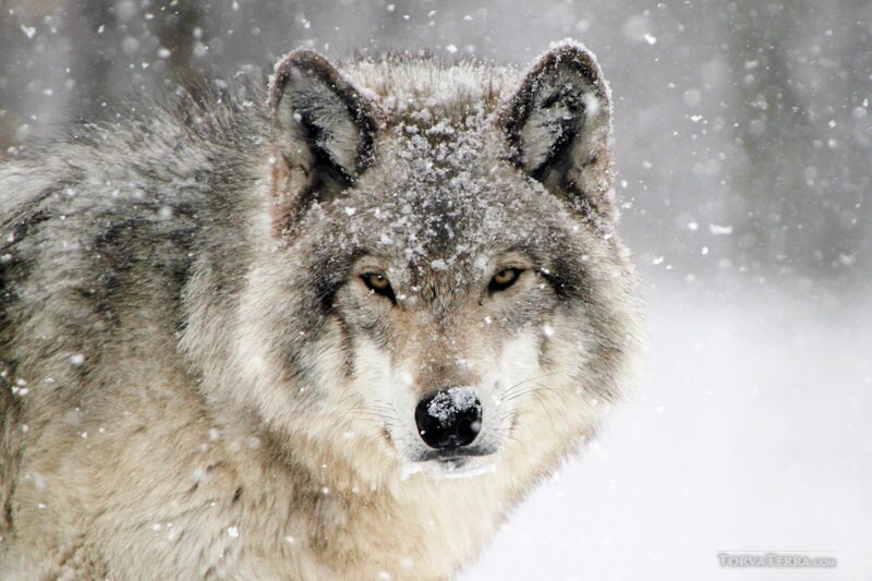 Wolf in Snow Winter Blizzard Northern Timber Wolves Wall Decor Paper Print Wildlife Photography ...