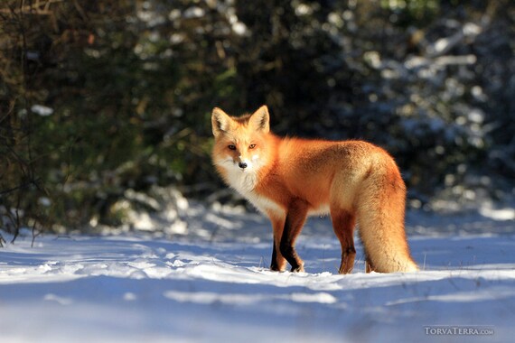 Red Fox at Sunset Forest Snowy Trail Winter Fresh Snow Woods | Etsy