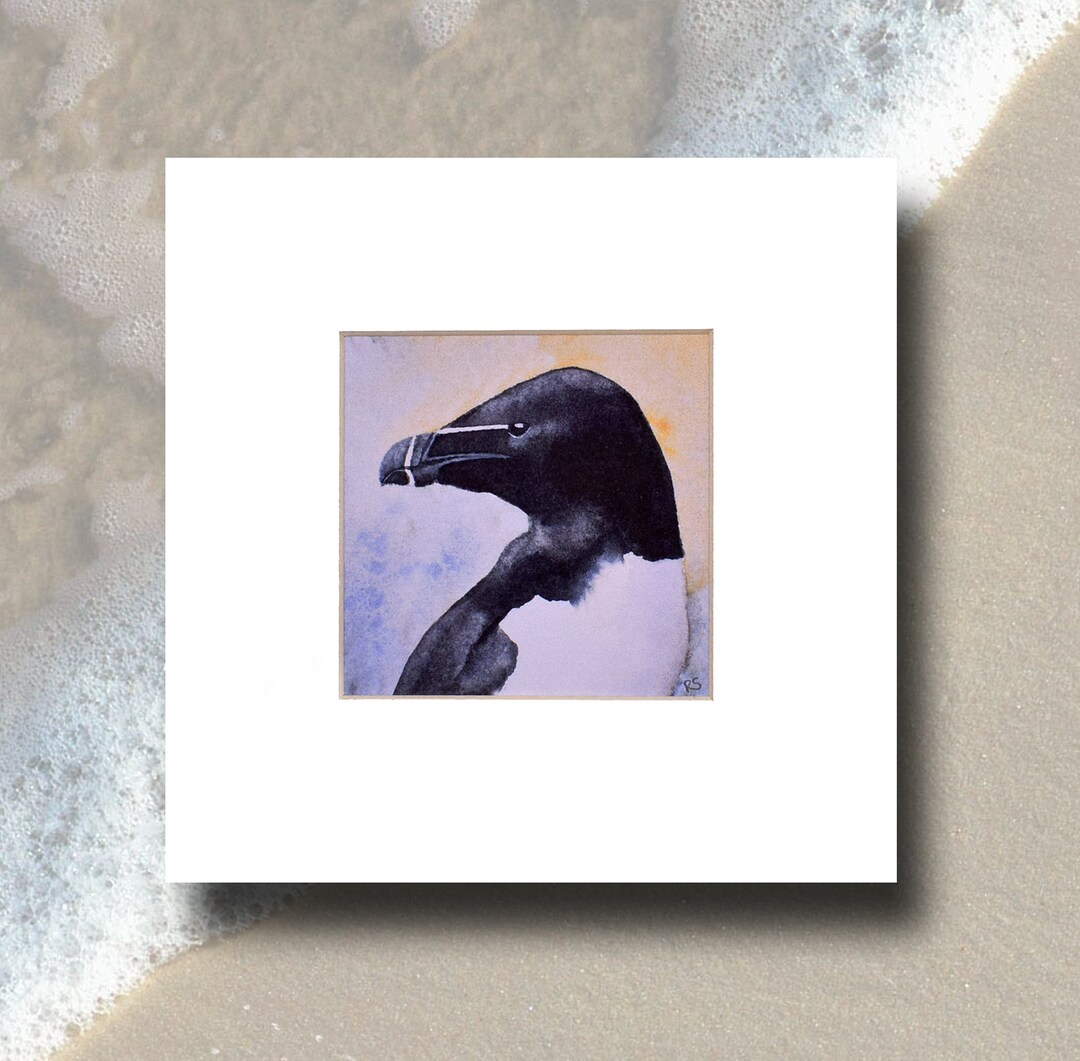 Razorbill on the Farnes. A Great 3X3 Inch Giclee Art Print by Ray ...
