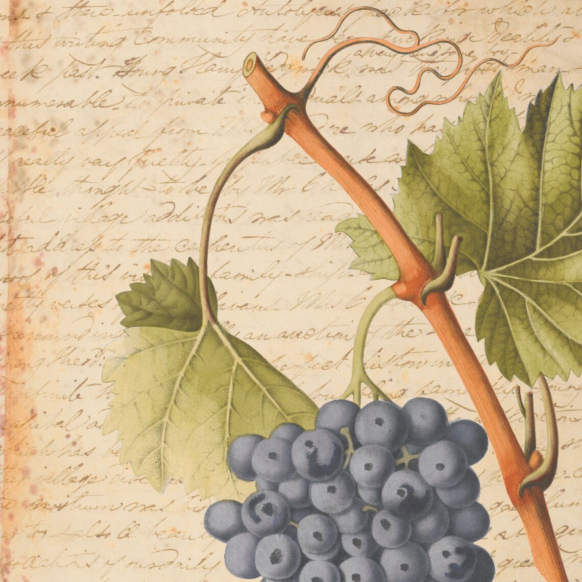Grapes and Vintage Handwriting Paper for Scrapbooking, Junk Journaling ...