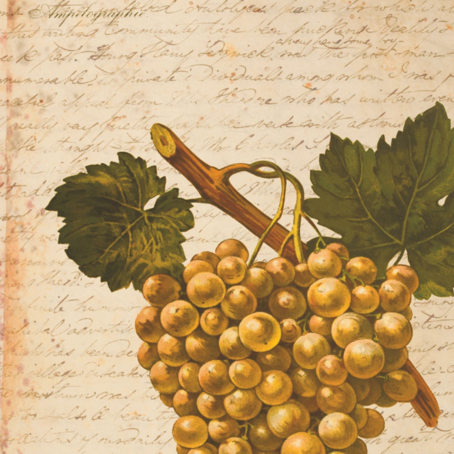 Grapes and Vintage Handwriting Paper for Scrapbooking, Junk Journaling ...
