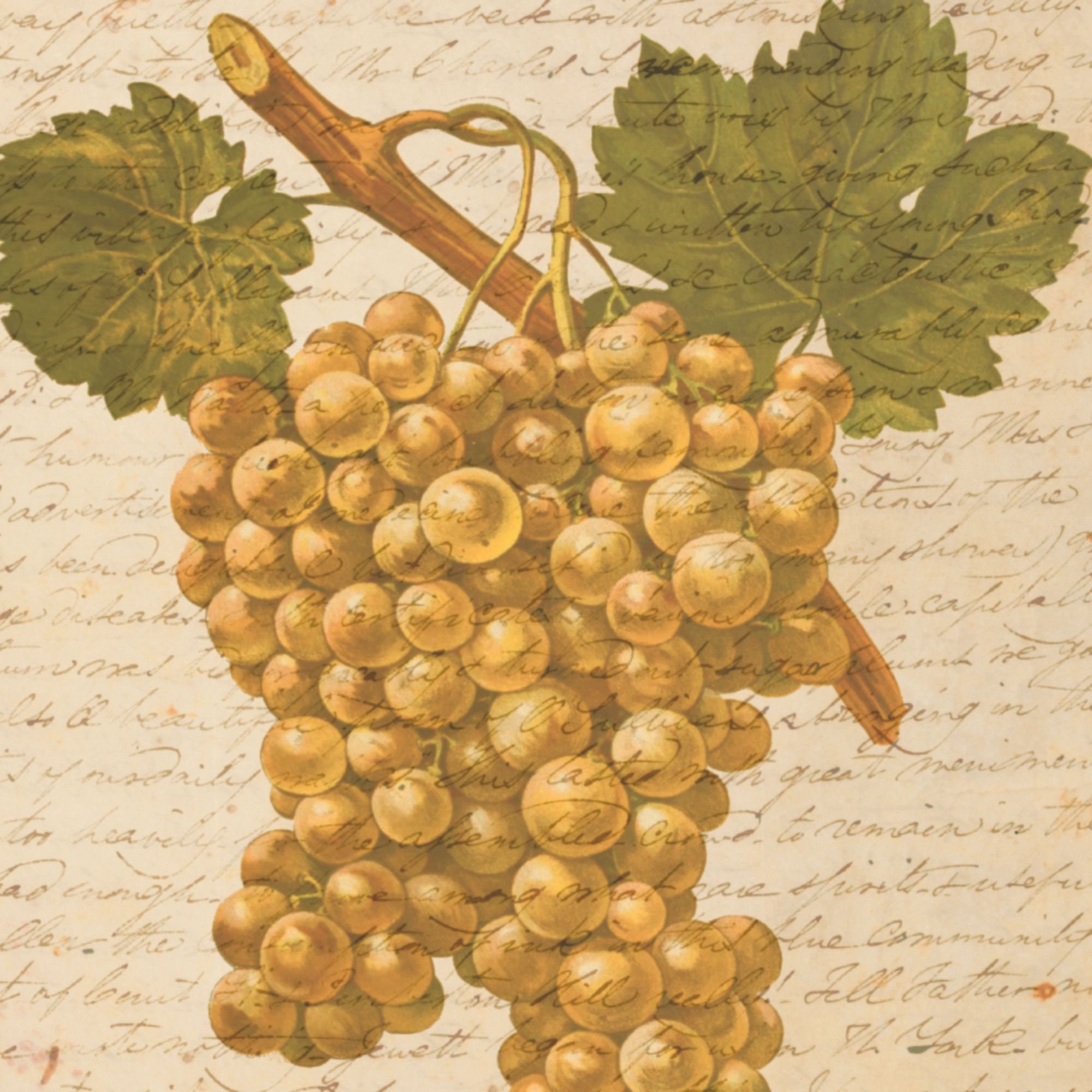 Grapes and Vintage Handwriting Paper for Scrapbooking, Junk Journaling ...