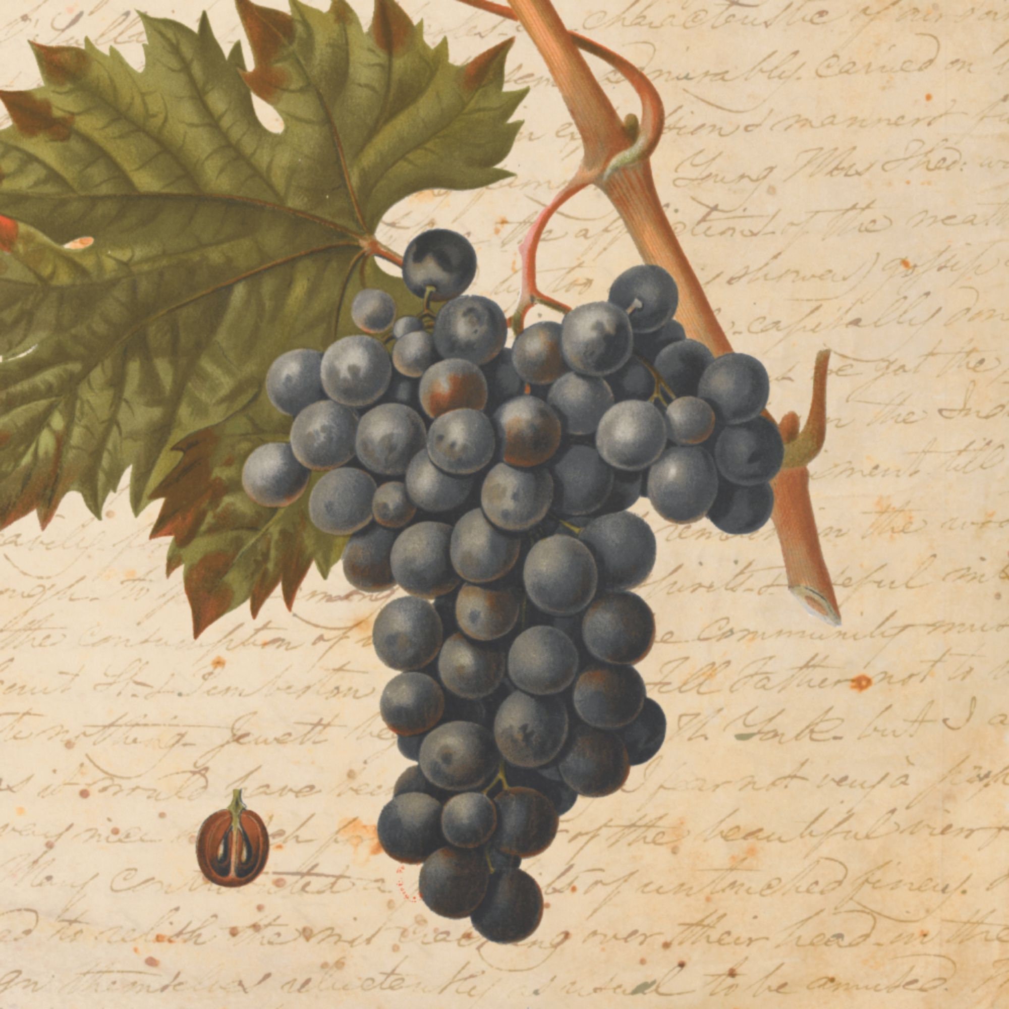 Grapes and Vintage Handwriting Paper for Scrapbooking, Junk Journaling ...