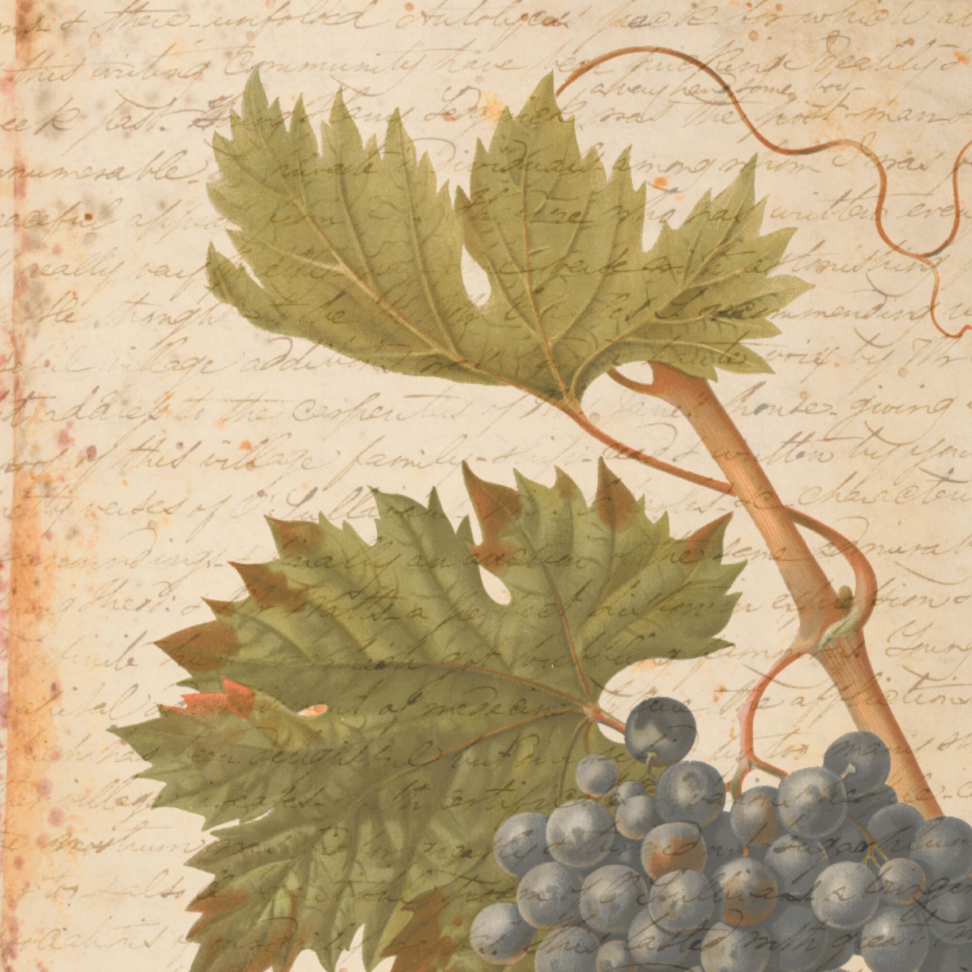 Grapes and Vintage Handwriting Paper for Scrapbooking, Junk Journaling ...