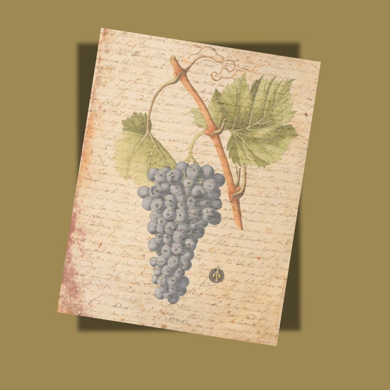 Grapes and Vintage Handwriting Paper for Scrapbooking Junk Journaling ...
