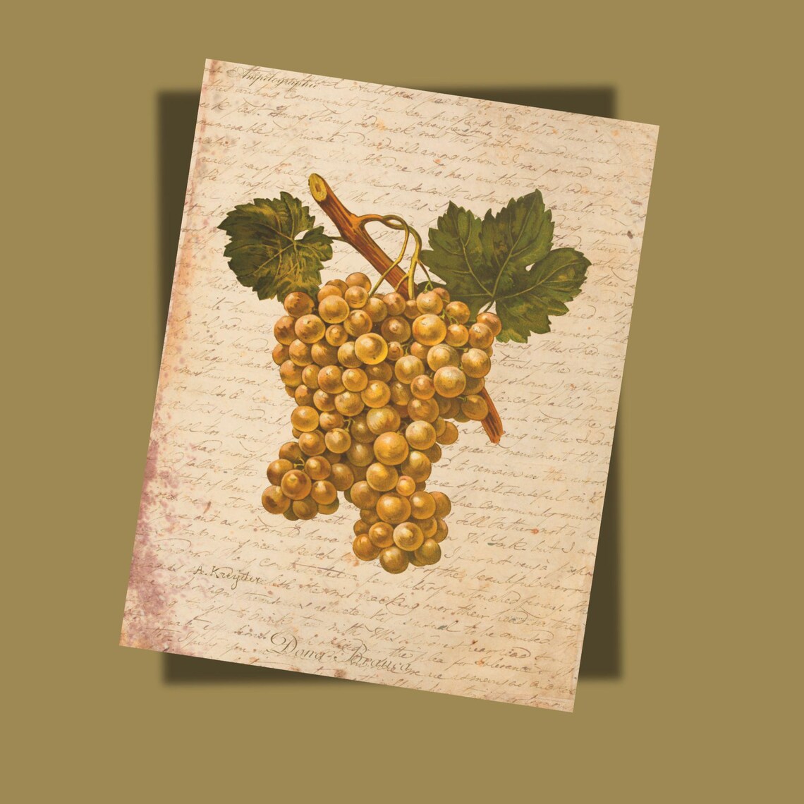 Grapes and Vintage Handwriting Paper for Scrapbooking Junk Journaling ...