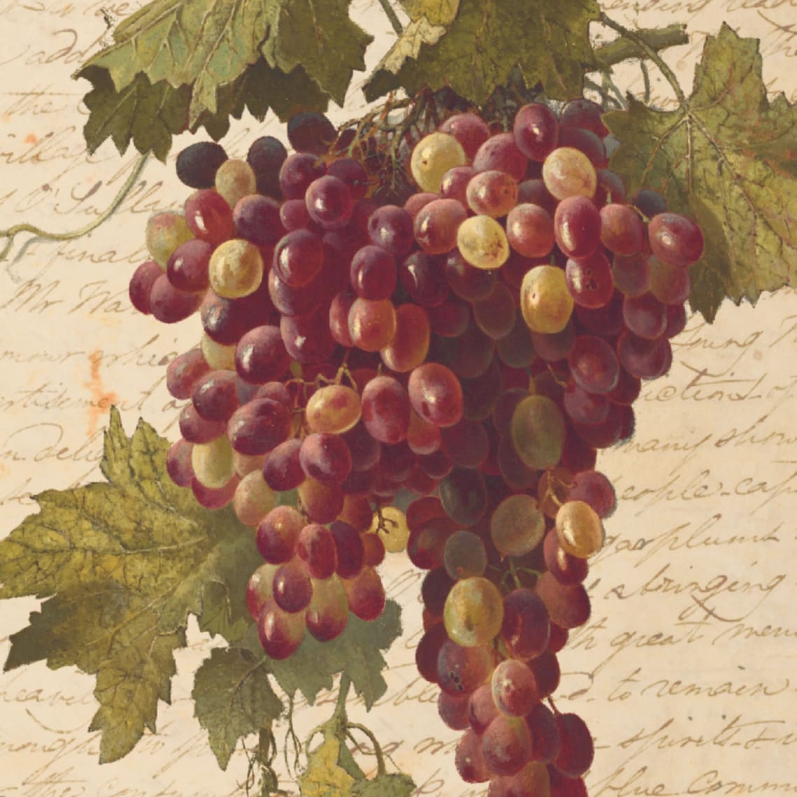 Grapes and Vintage Handwriting Paper for Scrapbooking, Junk Journaling ...