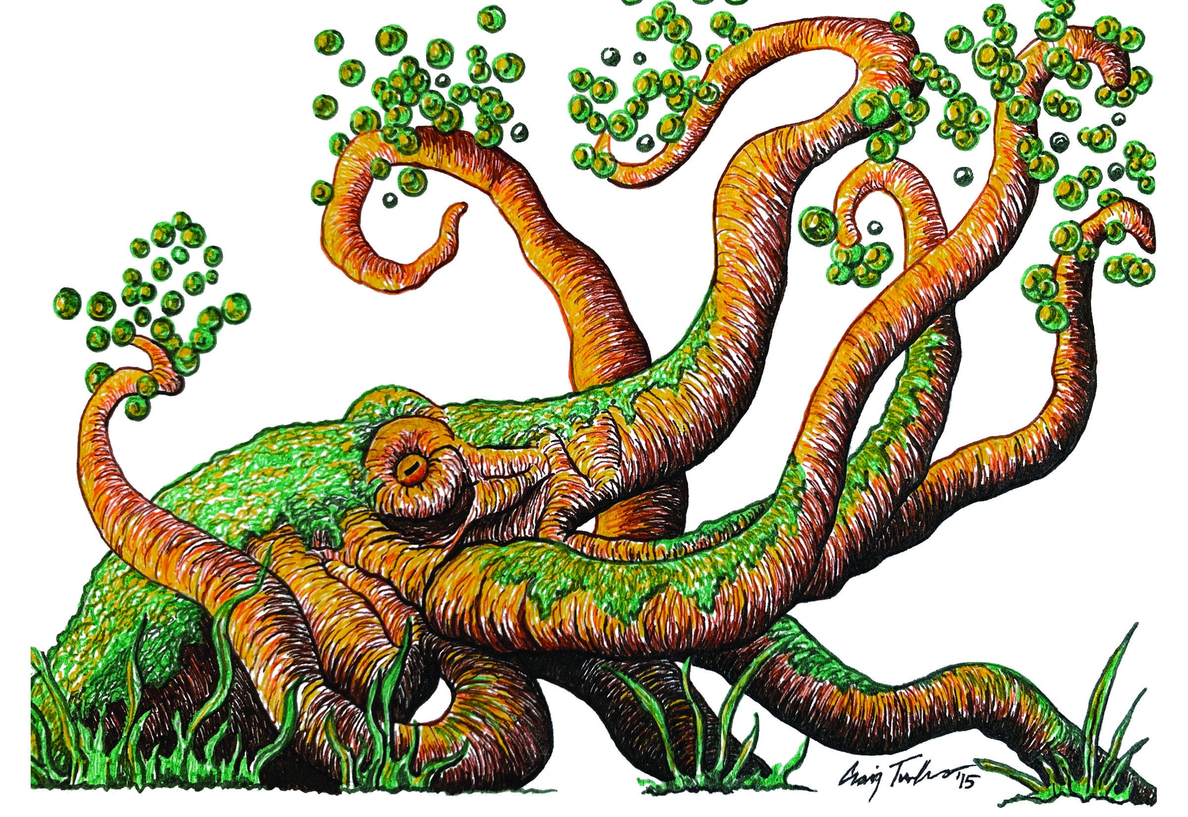 Octopus Tree Drawing