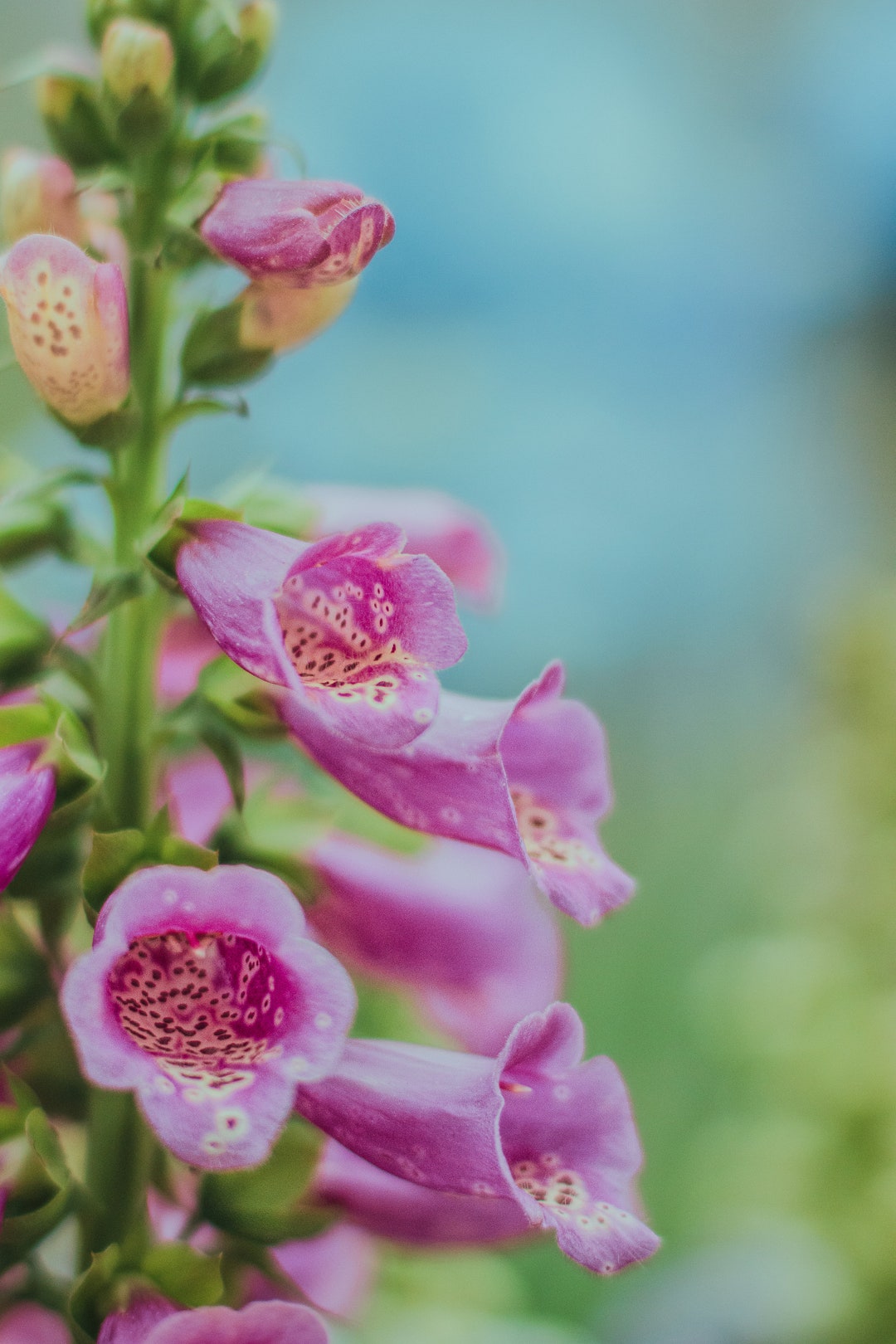 Foxglove Flowers Fine Art Photography, Foxglove Print, Antique Pink ...