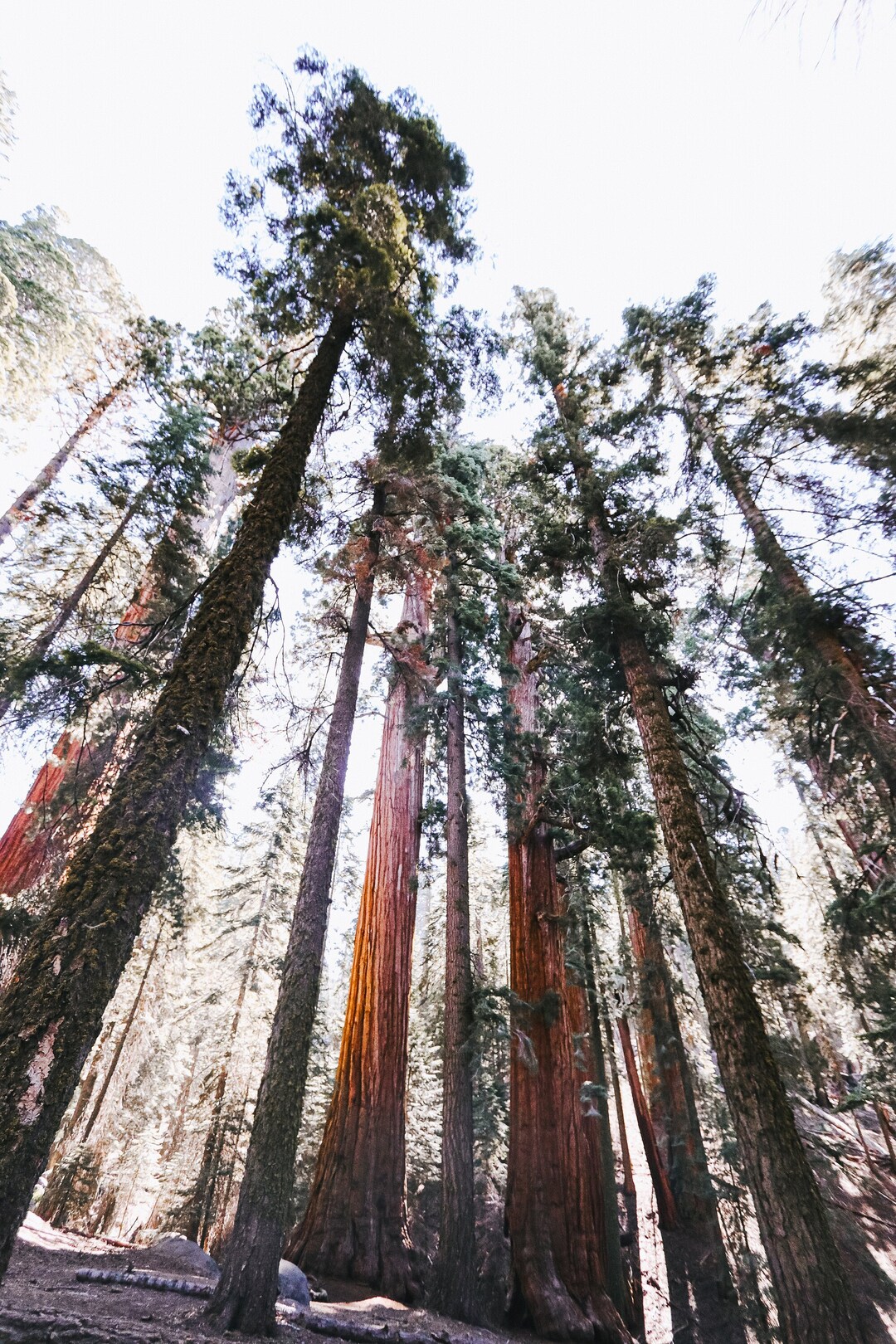 Sequoia National Park Fine Art Photography, Sequoia Forest Print ...