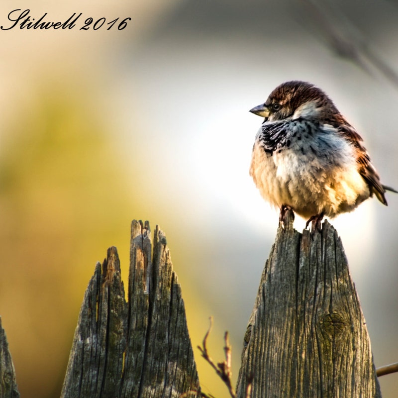 Sparrow Photography - Etsy