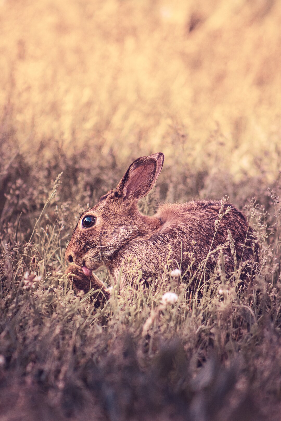 Rabbit Print,spring Bunny Wall Art,cute Rabbit Picture,baby Animal ...