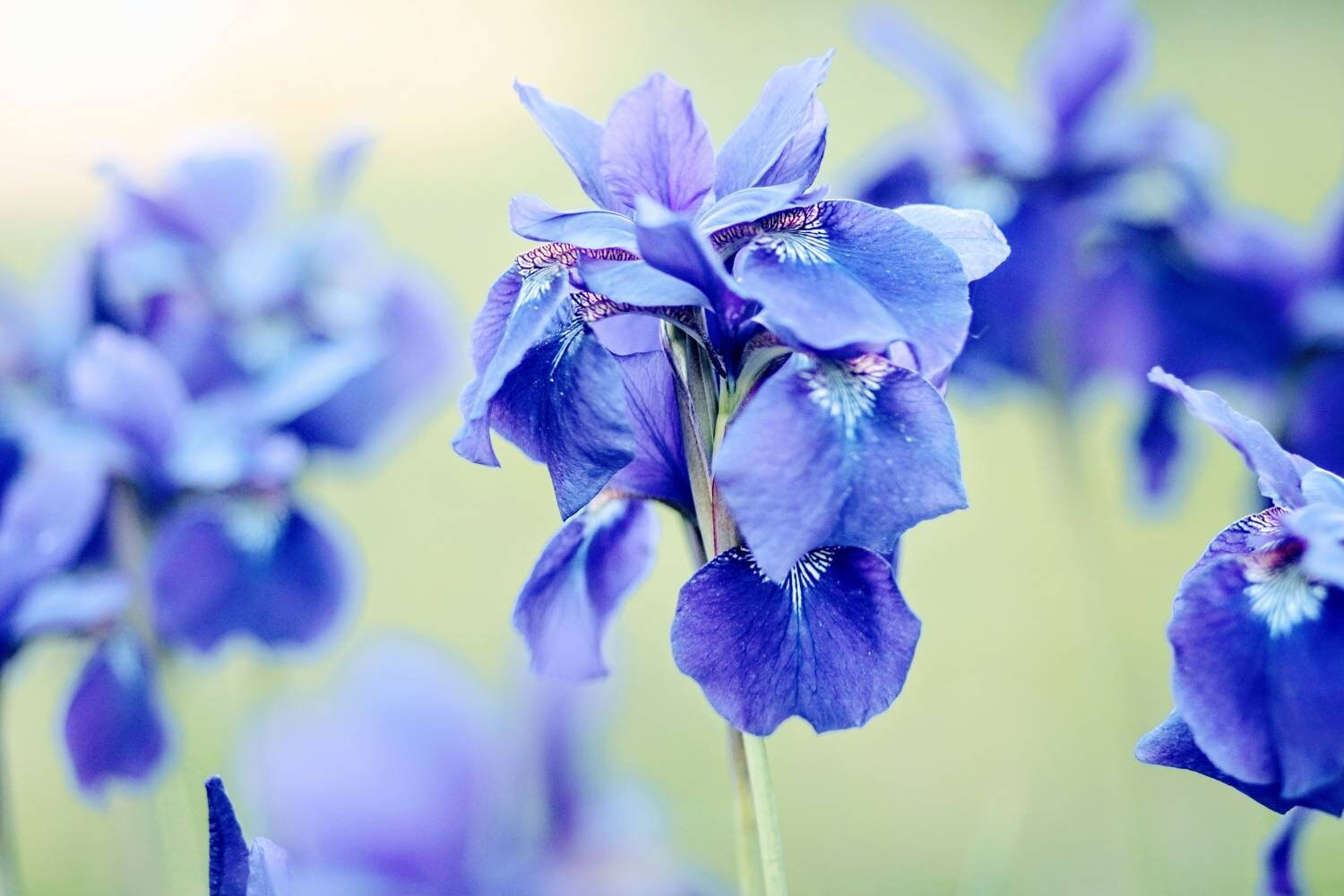 Blue Iris Flower Wallpaper