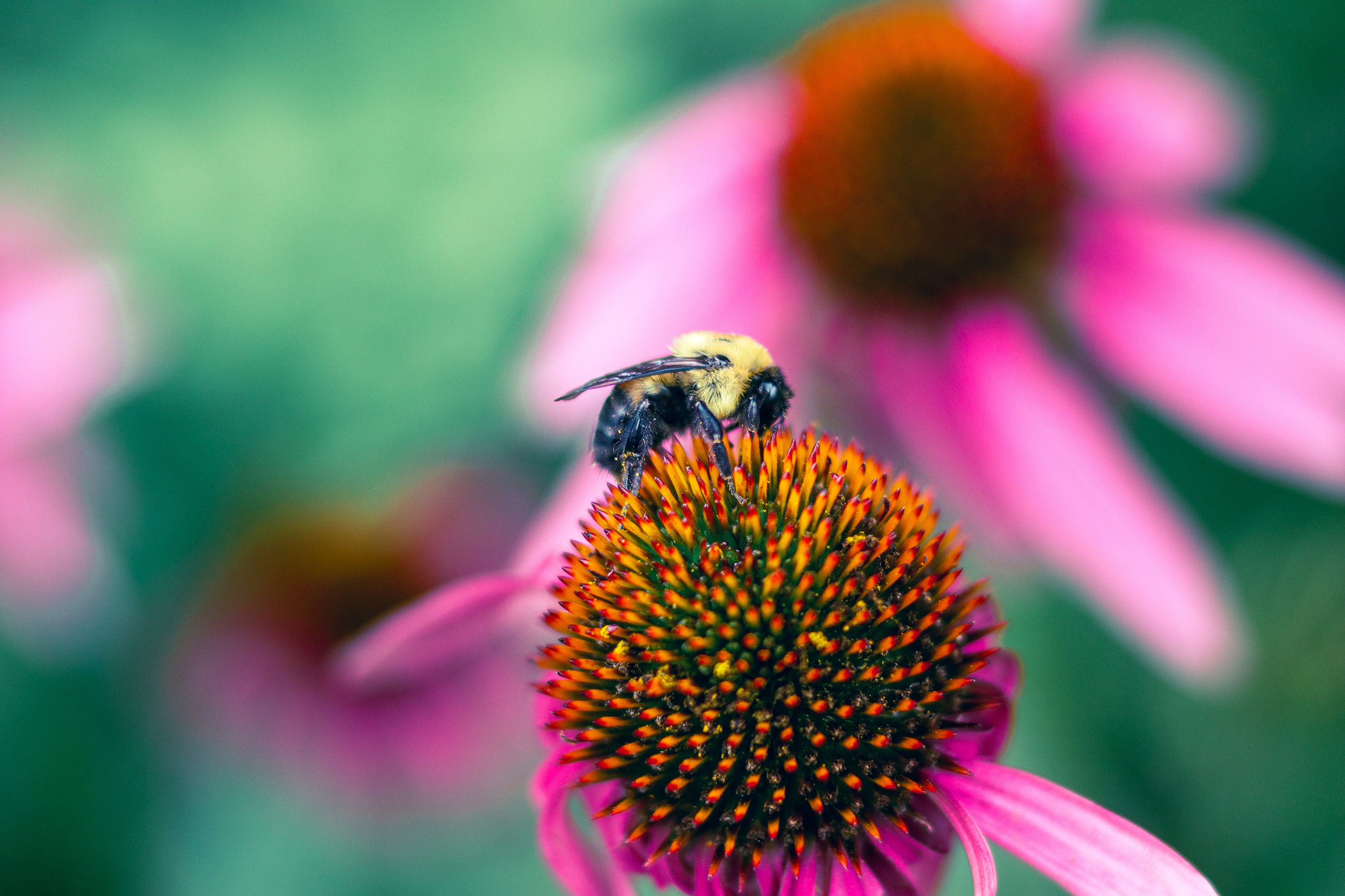 Flower Photography, Bumble Bee Print, Pink on Mint Floral Nursery Decor ...
