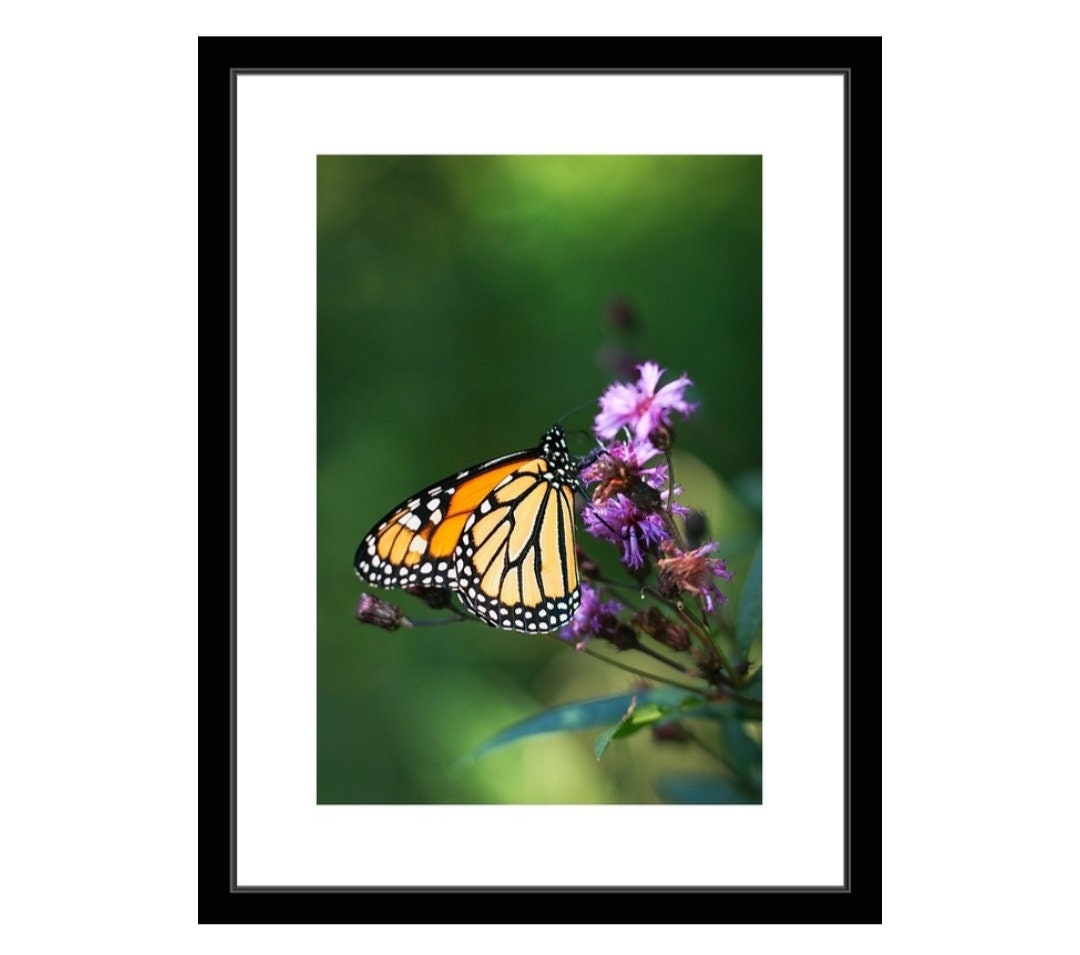 Monarch Butterfly Print Butterfly Photography Nature Prints - Etsy