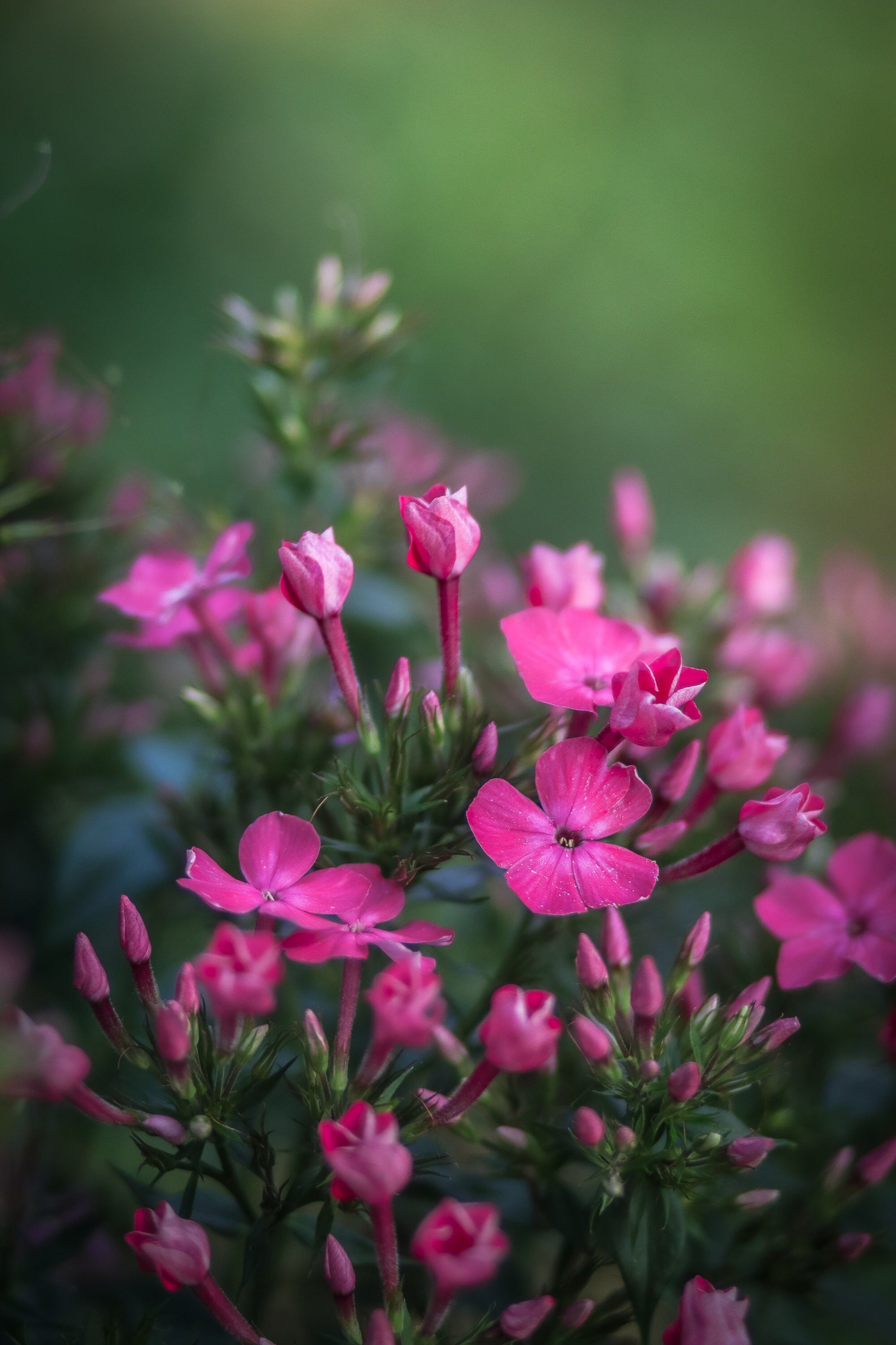 Pink Garden Phlox, Summer Flowers, Pink Blossoms, Pink on Mint Floral ...