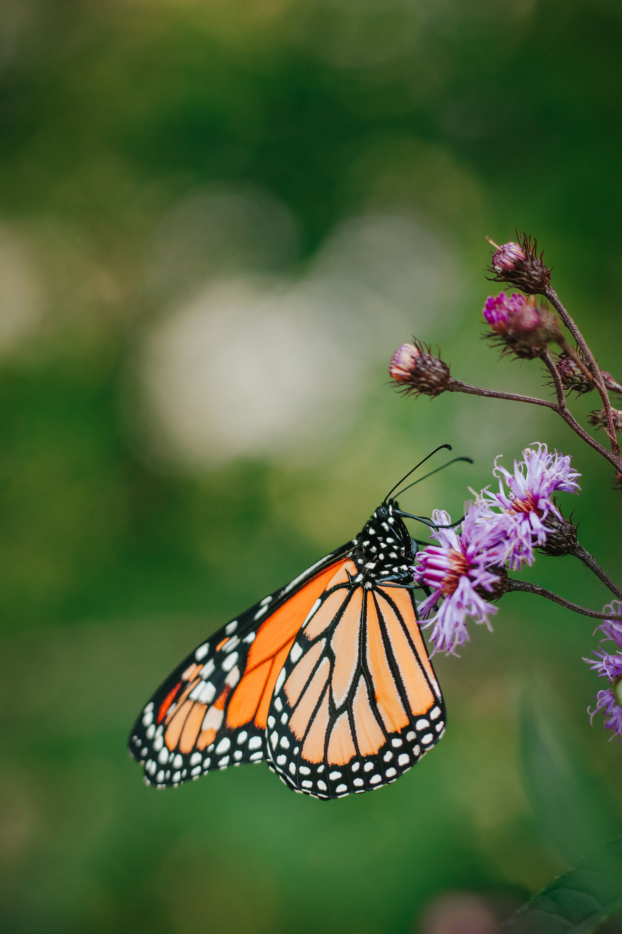 Monarch Butterfly Print Butterfly Photography, Nature Prints Butterfly ...