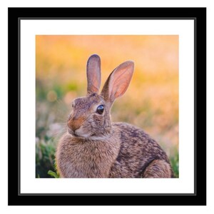Rabbit Print,spring Bunny Wall Art,cute Rabbit Picture,baby Animal ...