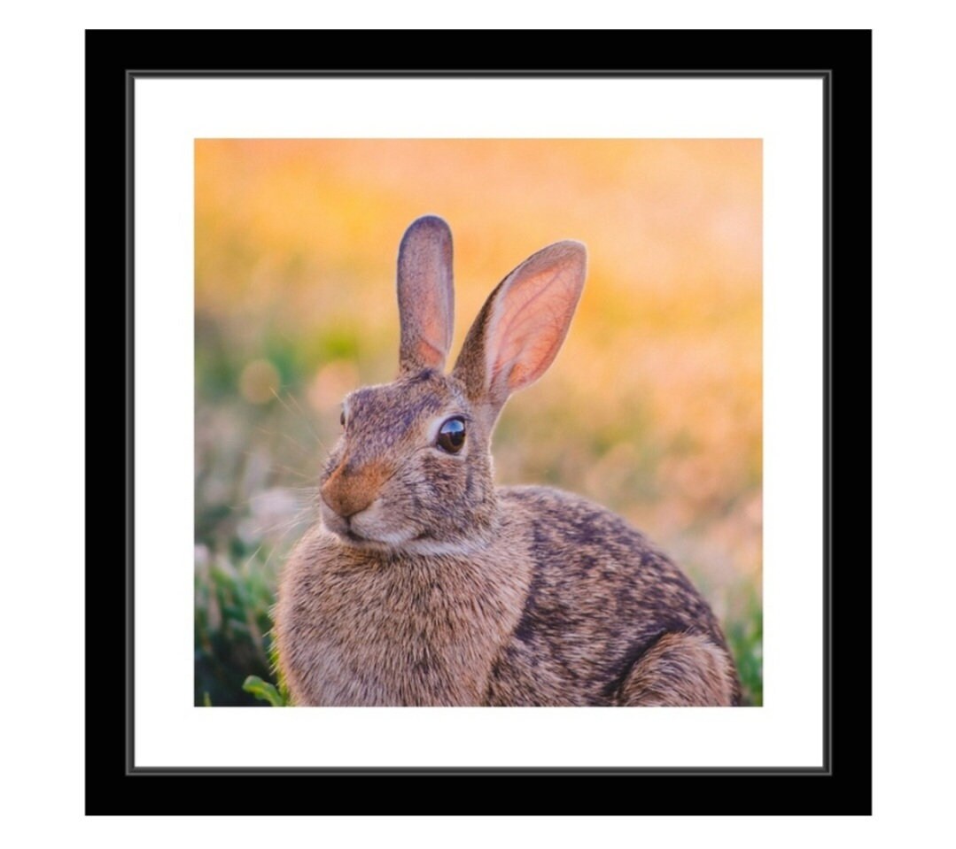 Rabbit Print,spring Bunny Wall Art,cute Rabbit Picture,baby Animal ...
