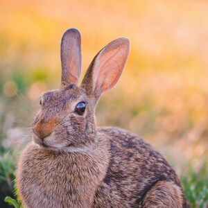 Rabbit Print,spring Bunny Wall Art,cute Rabbit Picture,baby Animal ...