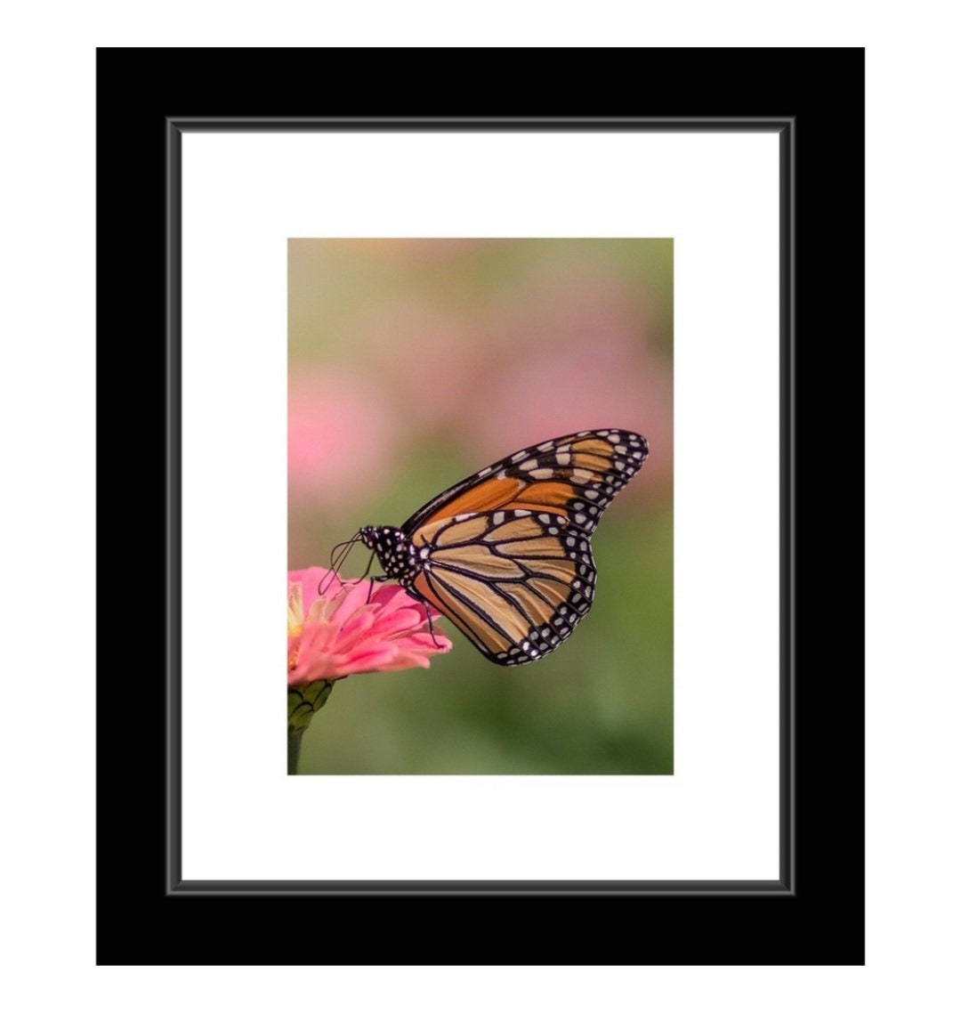 Monarch Butterfly Print Butterfly Photography, Nature Prints Butterfly ...