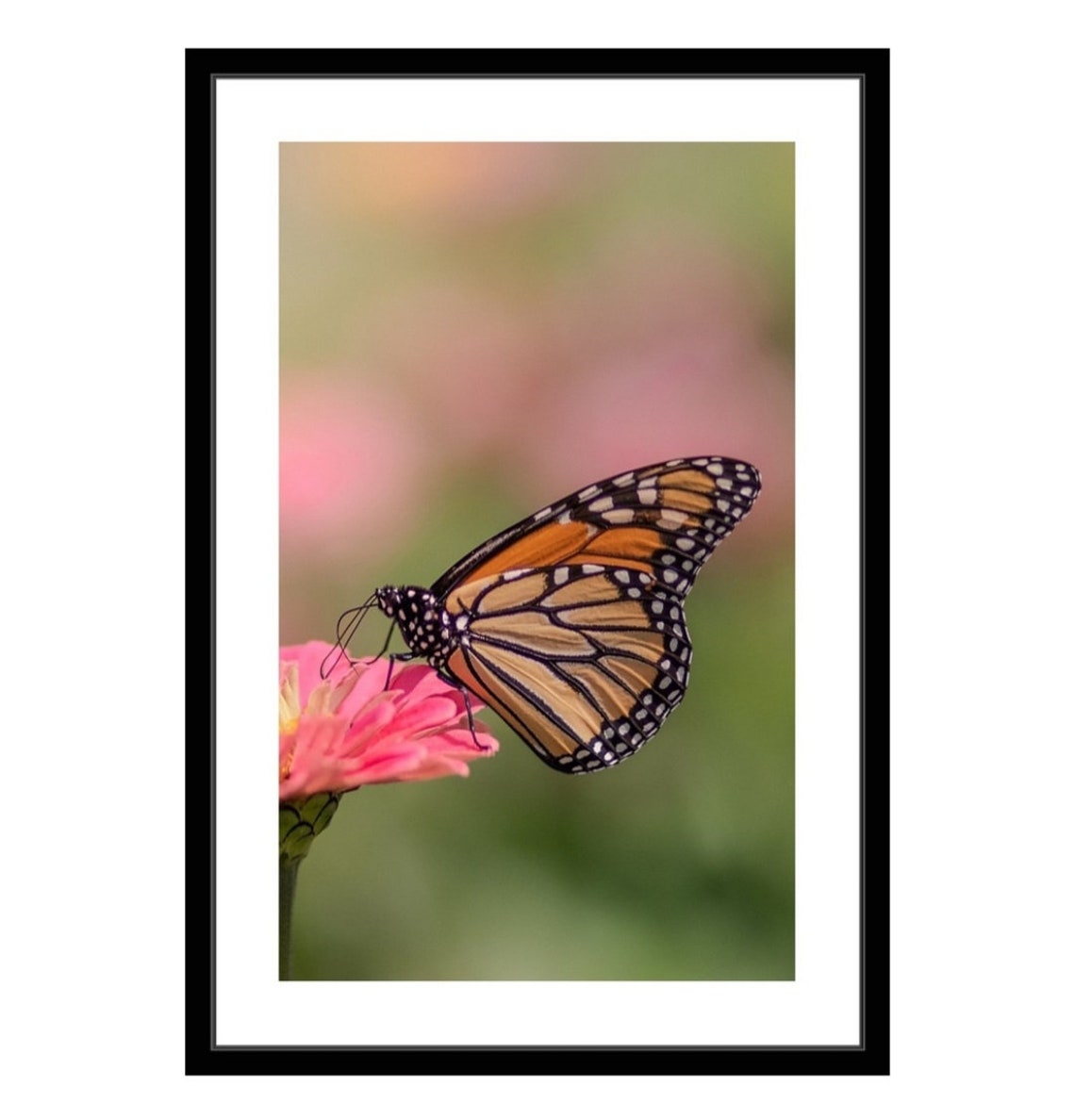 Monarch Butterfly Print Butterfly Photography, Nature Prints Butterfly ...