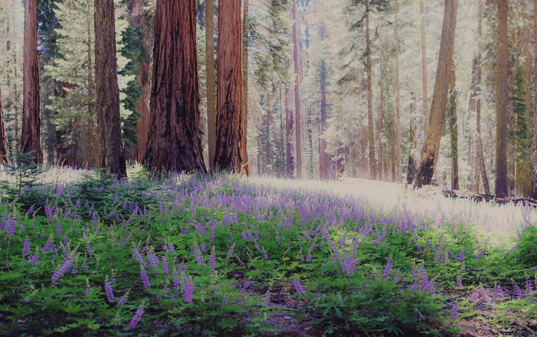 Sequoia National Park Fine Art Photography,california Home Decor ...