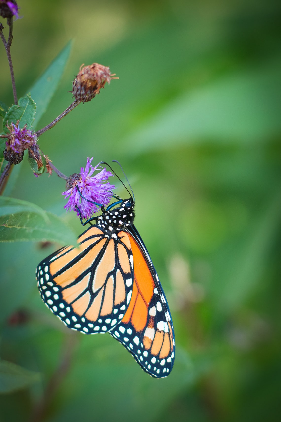 Butterfly Fine Art Photographpink Floral Garden Artbutterfly - Etsy