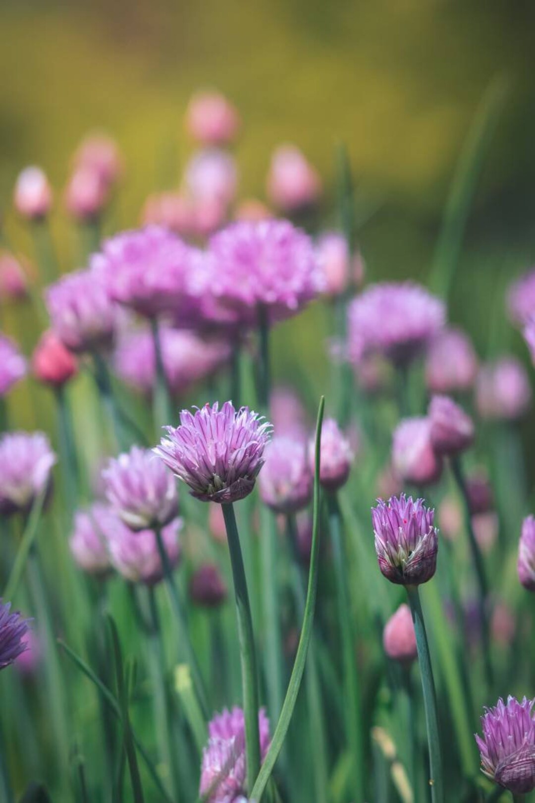 Chives Fine Art Photography, Wildflower Wall Art, Kitchen Art, Floral ...