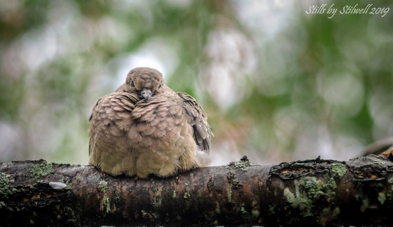 Dove Photographysleeping Bird Nursery Decormourning Dove | Etsy
