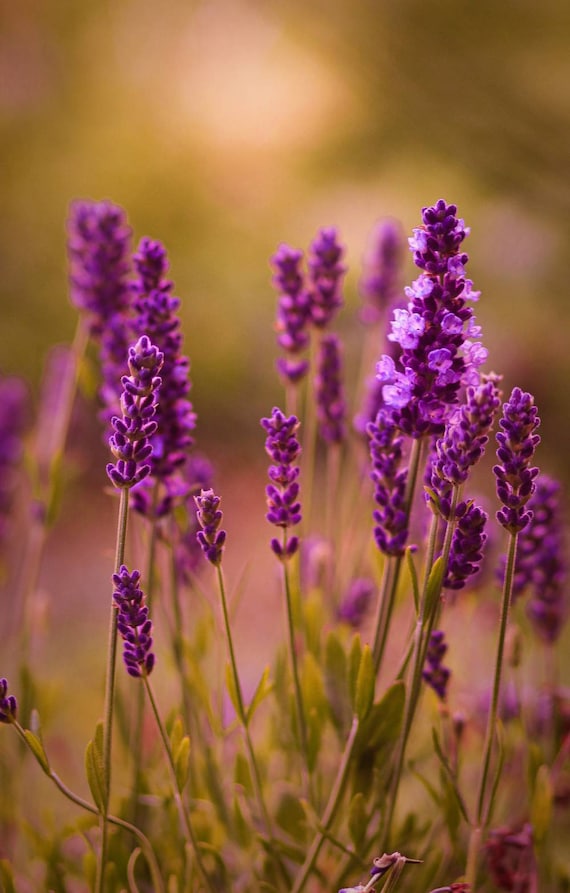Lavender Floral Background