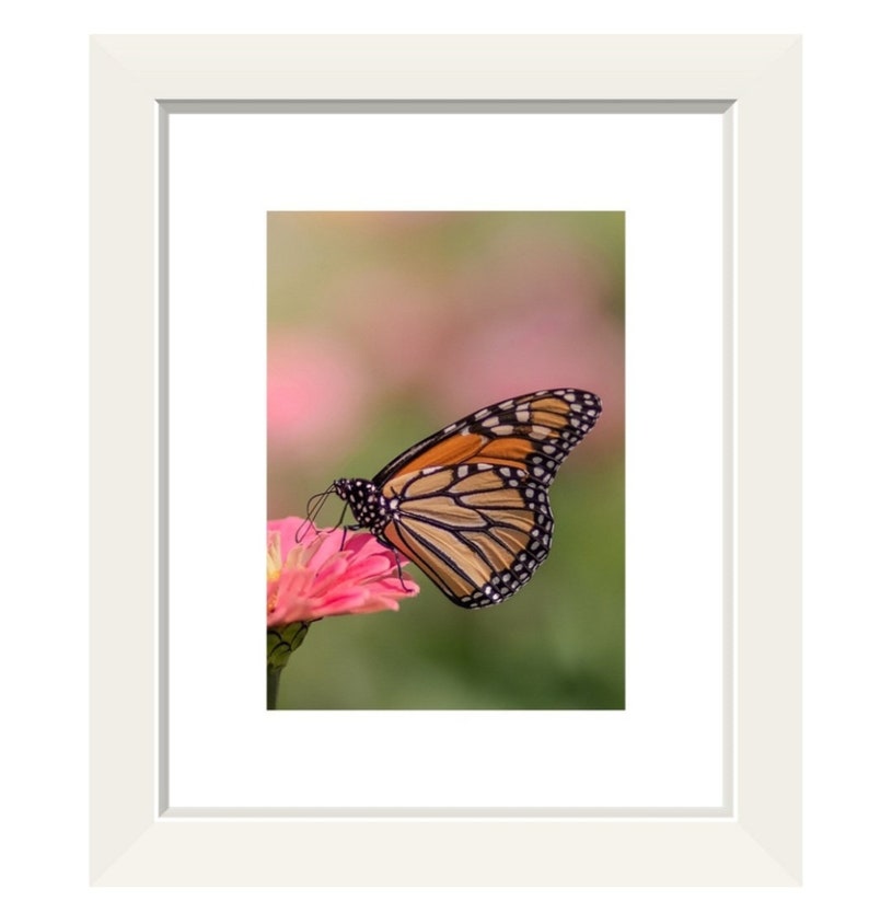 Monarch Butterfly Print Butterfly Photography, Nature Prints Butterfly ...