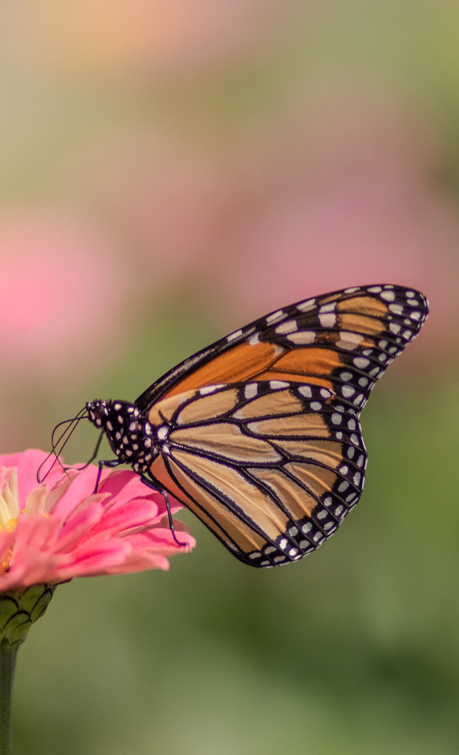 Monarch Butterfly Print Butterfly Photography, Nature Prints Butterfly ...