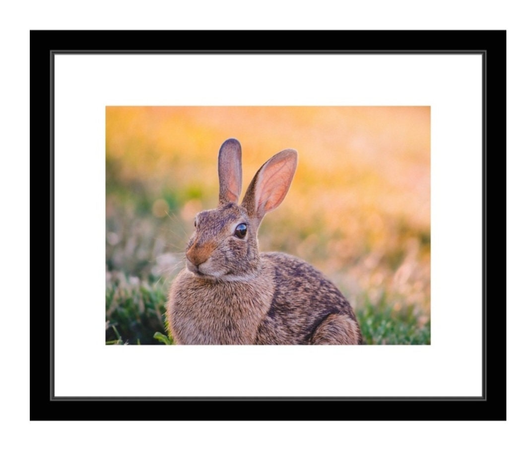Rabbit Print,spring Bunny Wall Art,cute Rabbit Picture,baby Animal ...