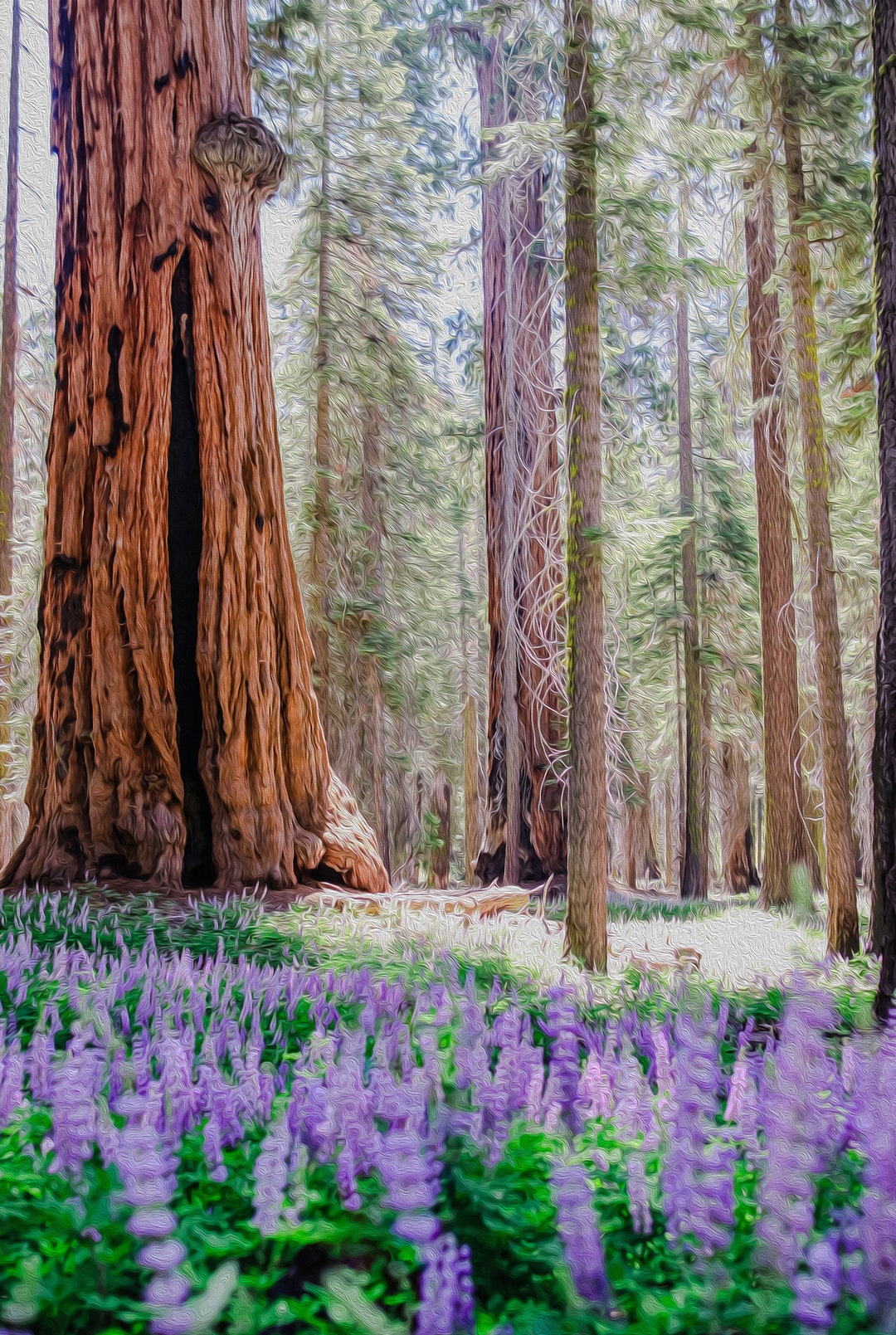 Sequoia Trees Oil Painting Fine Art Photography,enchanted Forest ...
