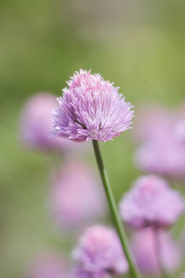 Chives Fine Art Photography Wildflower Wall Art Kitchen - Etsy