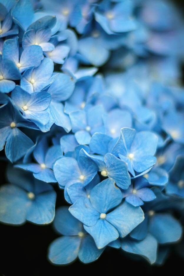 Tumblr Blue Flowers Photography