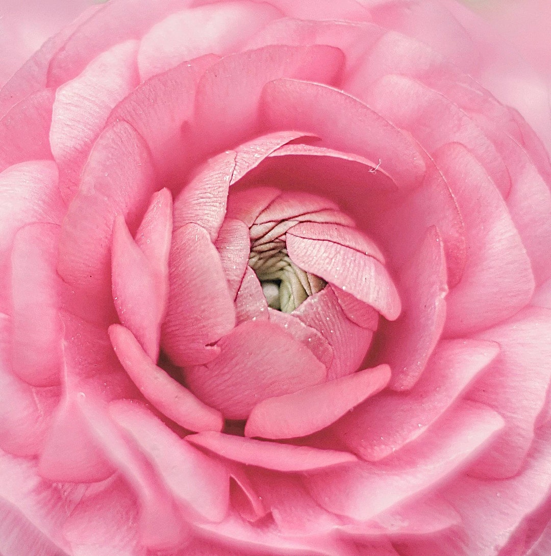 Ranunculus Flowers, Pink Floral Print, Shabby Chic Decor, Pink Flower ...