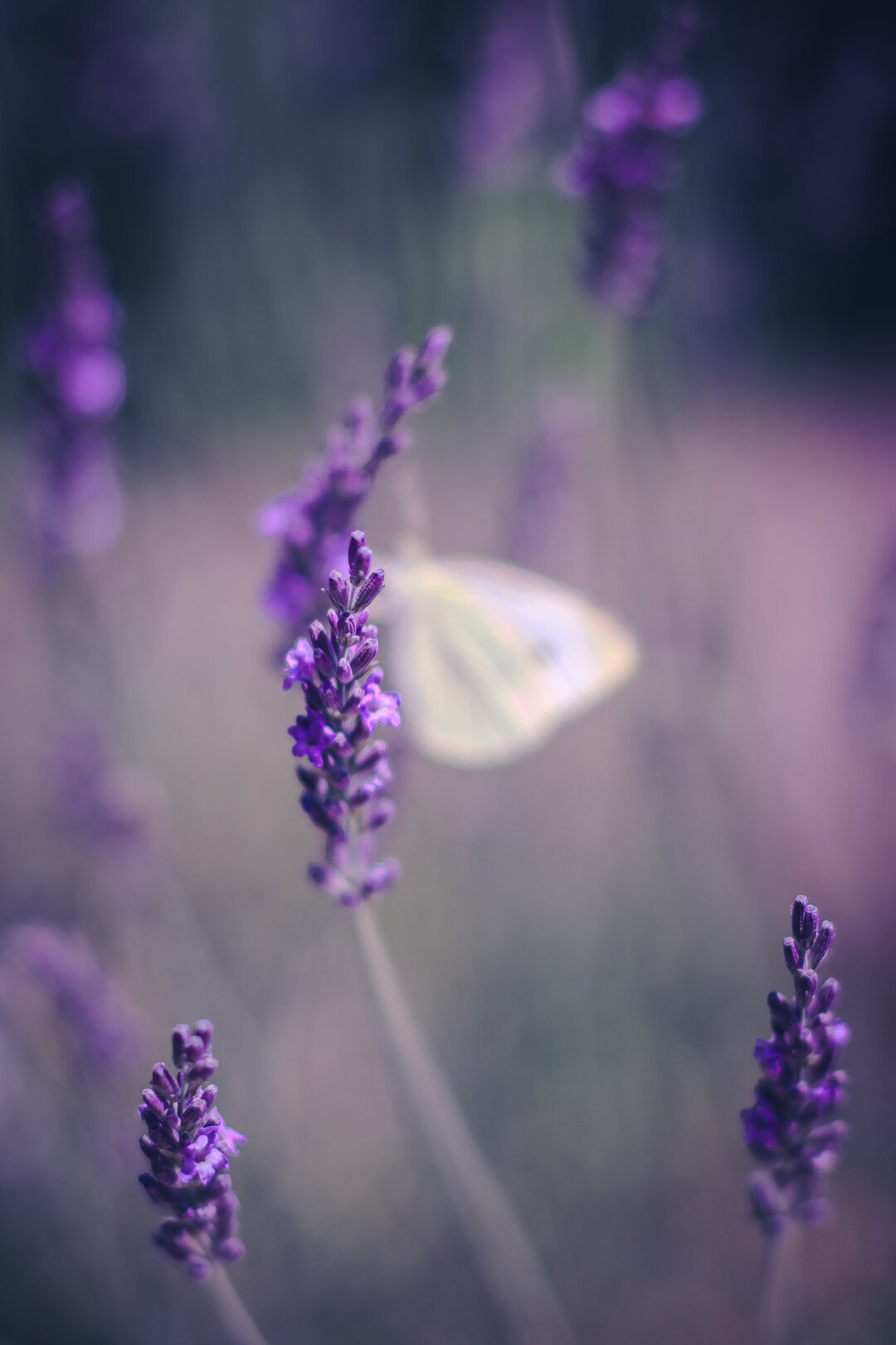 Butterfly Fine Art Photograph,blue Floral Garden Art,butterfly Print ...