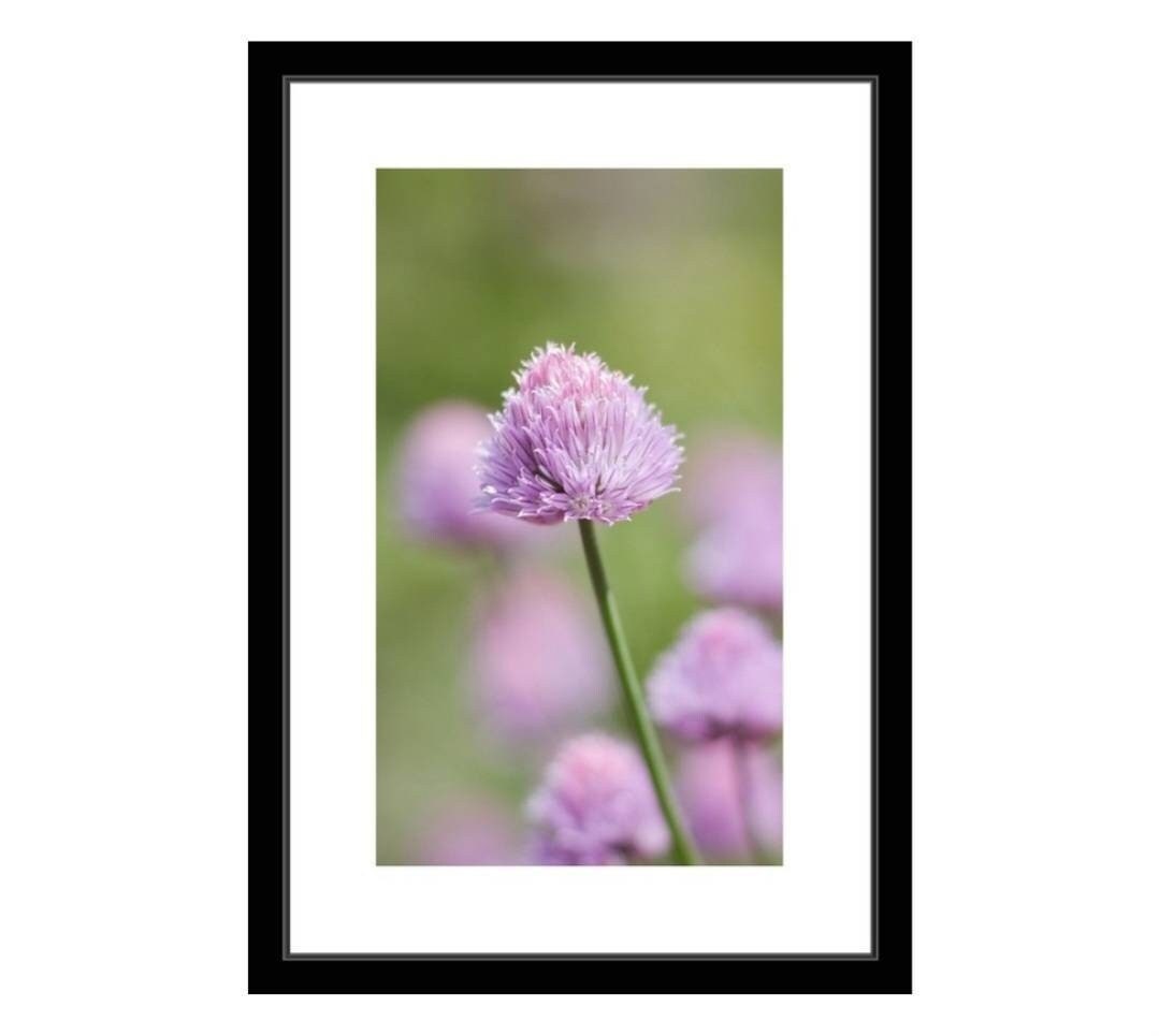 Chives Fine Art Photography Wildflower Wall Art Kitchen - Etsy