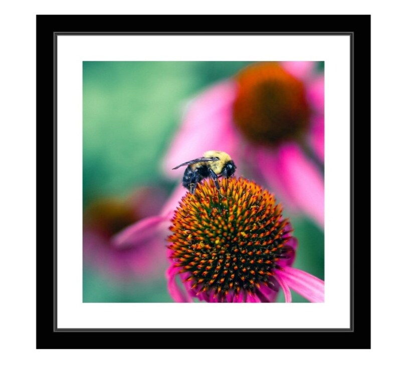 Flower Photography Bumble Bee Print Pink on Mint Floral - Etsy