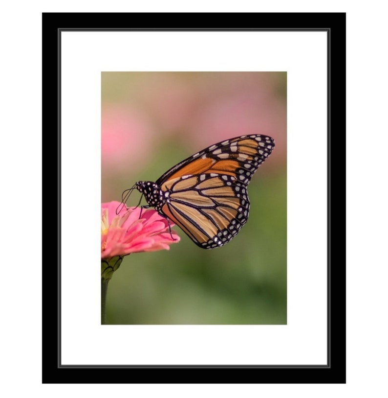 Monarch Butterfly Print Butterfly Photography, Nature Prints Butterfly ...