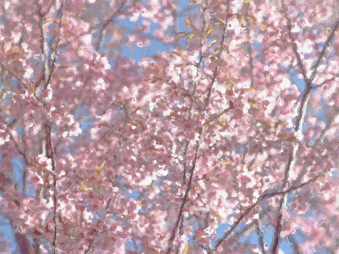 Cherry Blossom Flower Wall Art Print, Cherry Blossom Art, Photography ...