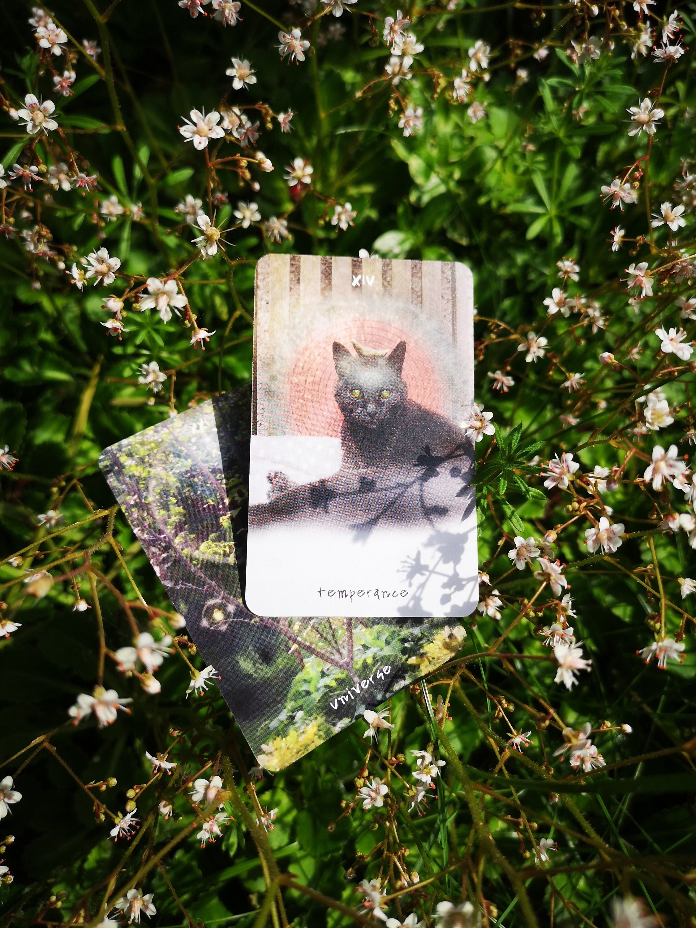 Pocket Size, Remembering the Sweet Fool Tarot - Etsy