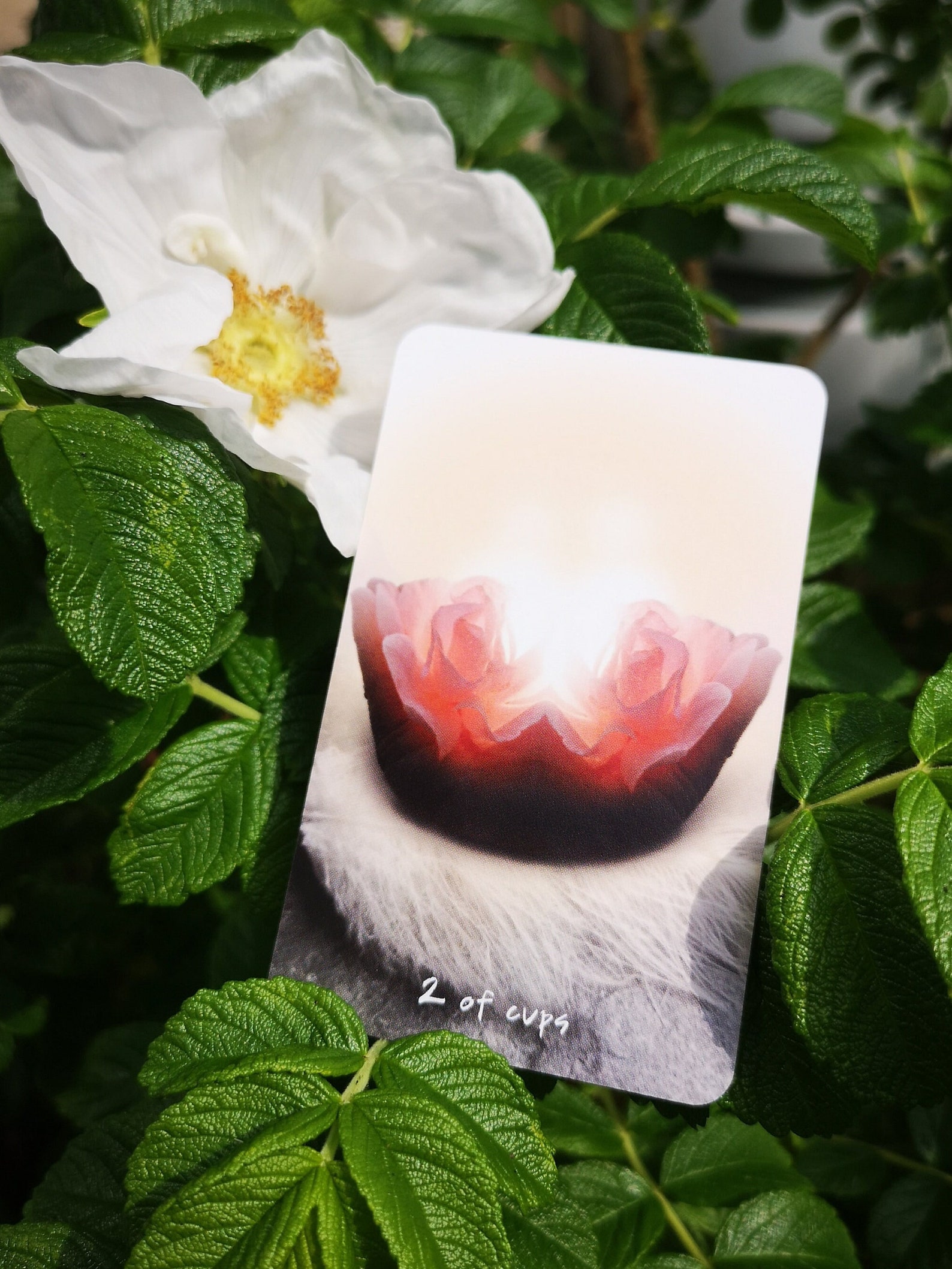 Pocket Size, Remembering the Sweet Fool Tarot - Etsy